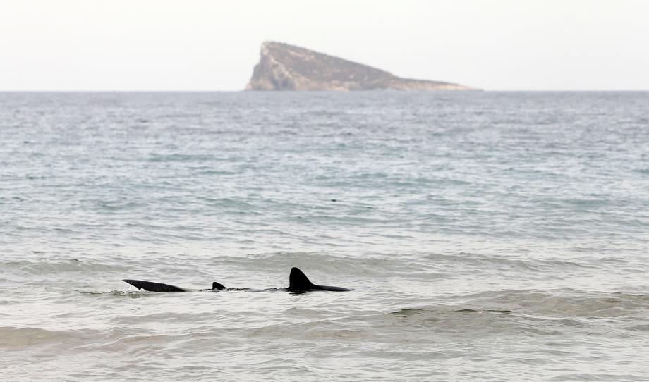Photo Story: Shark swims close to a beach in Benidorm - The Dispatch