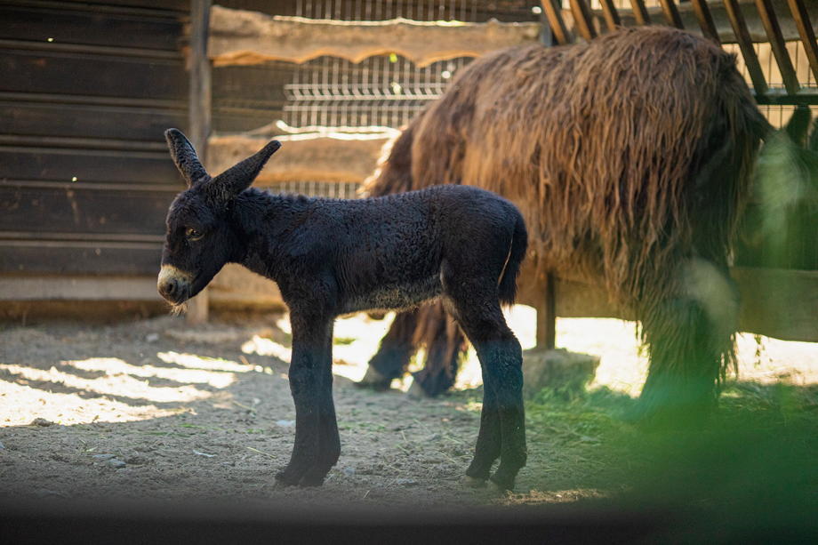 Photo Story: Young Poitou donkey in Plock, Poland - The Dispatch