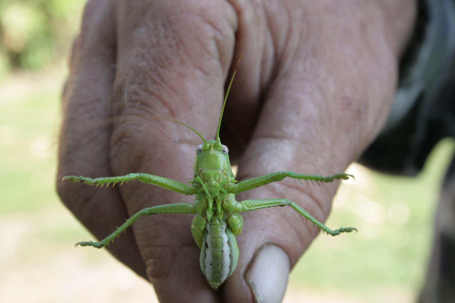 Sardinian farmers suffer worst locust invasion in over 30 years