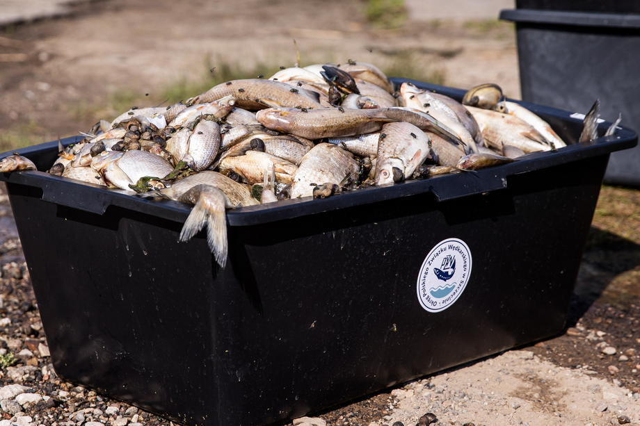 Mass fish die-off sparks political row between Poland and Germany’s leaders